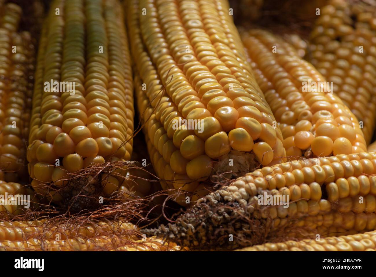 Close-up of several harvested corn cobs, corn yield in autumn, rows of ...