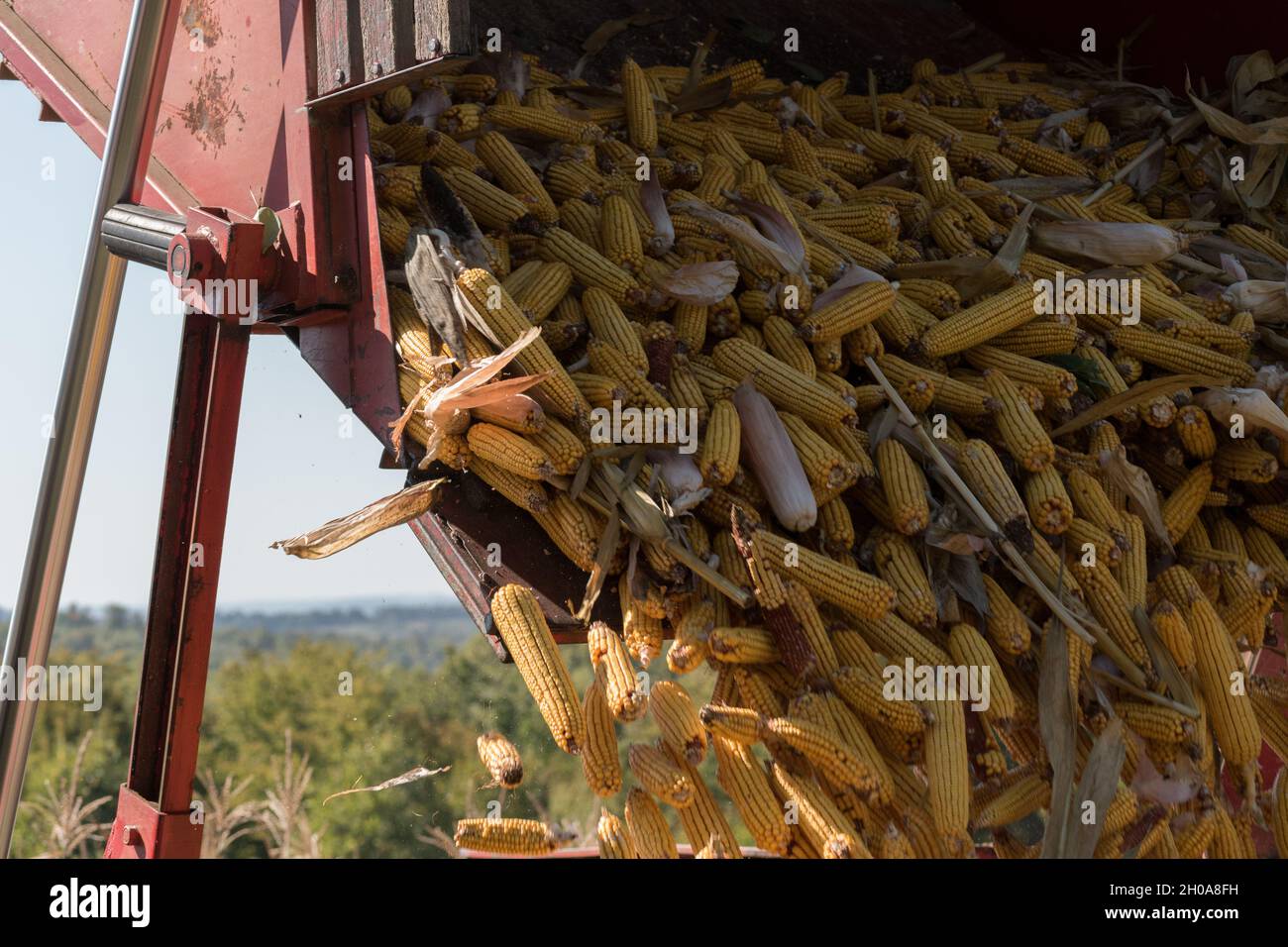 Discharging corn harvester, maize yield in autumn Stock Photo - Alamy