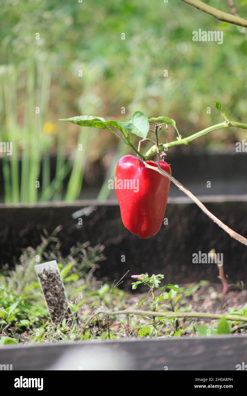 Bright red pepper growing in the bright summer sun Stock Photo - Alamy