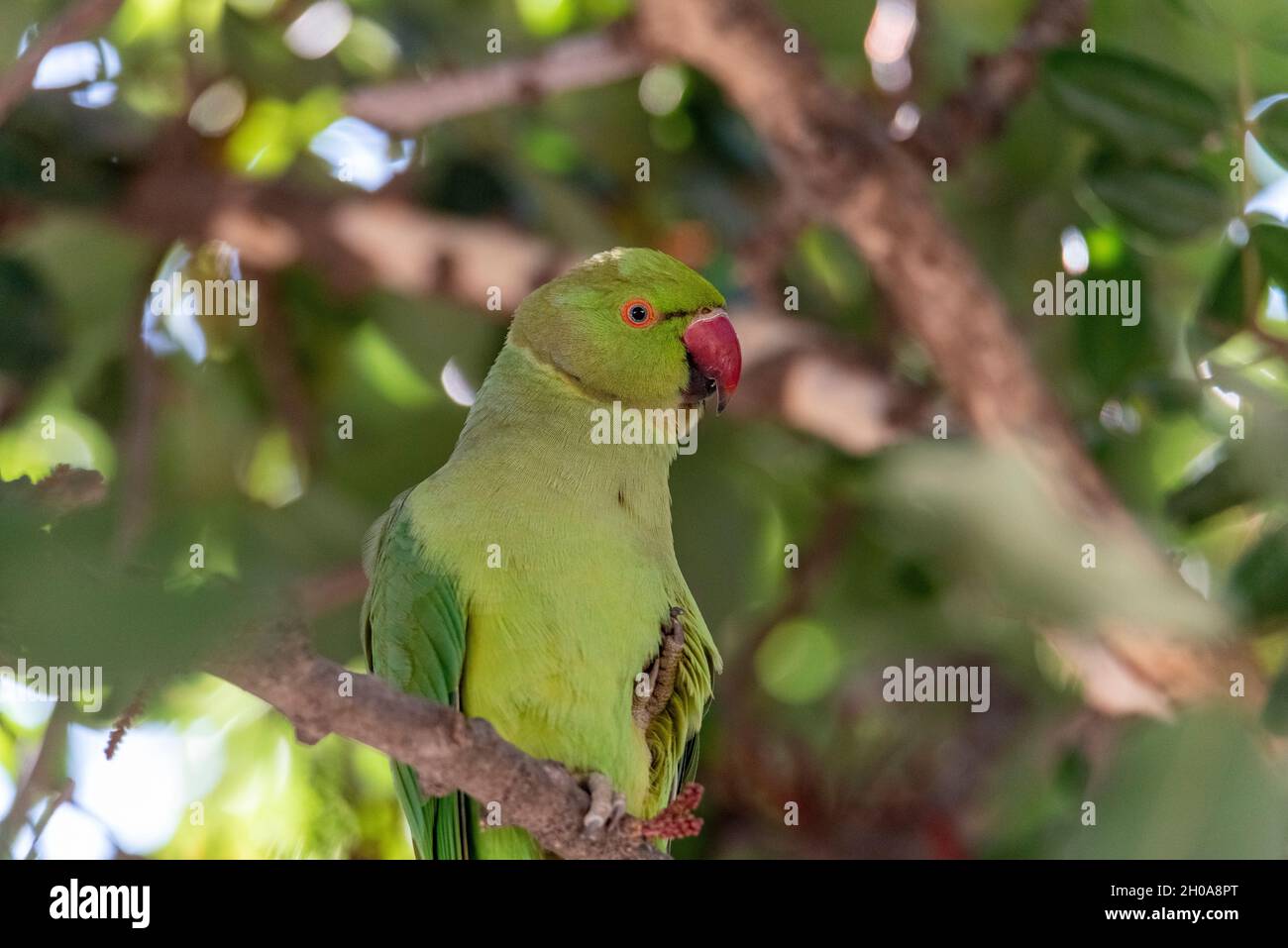 green Indian parrot resting on a branch in greenery in Jerusalem Stock ...