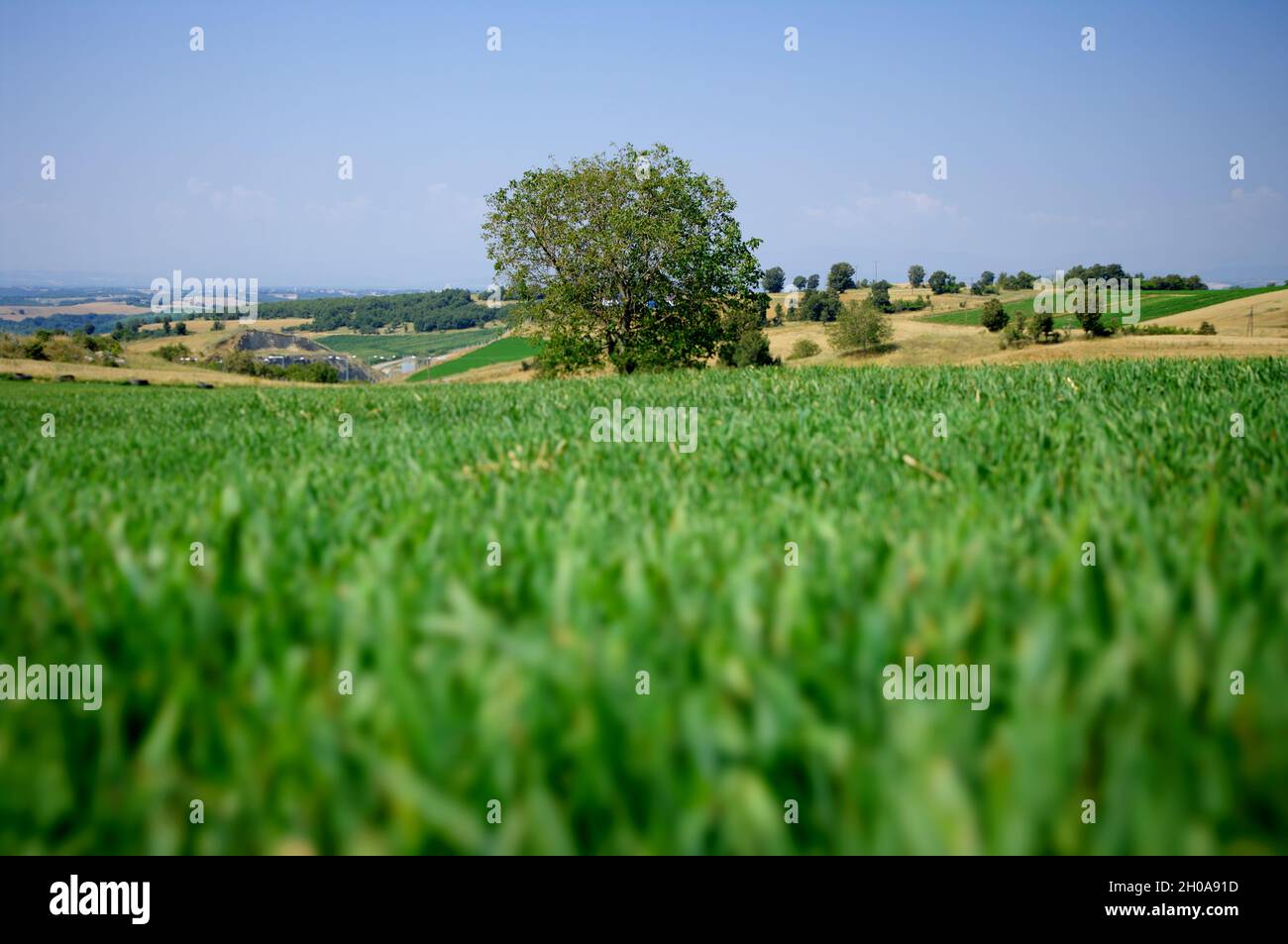 a tree in a field of wheat in Greece landscape of greek agriculture ...