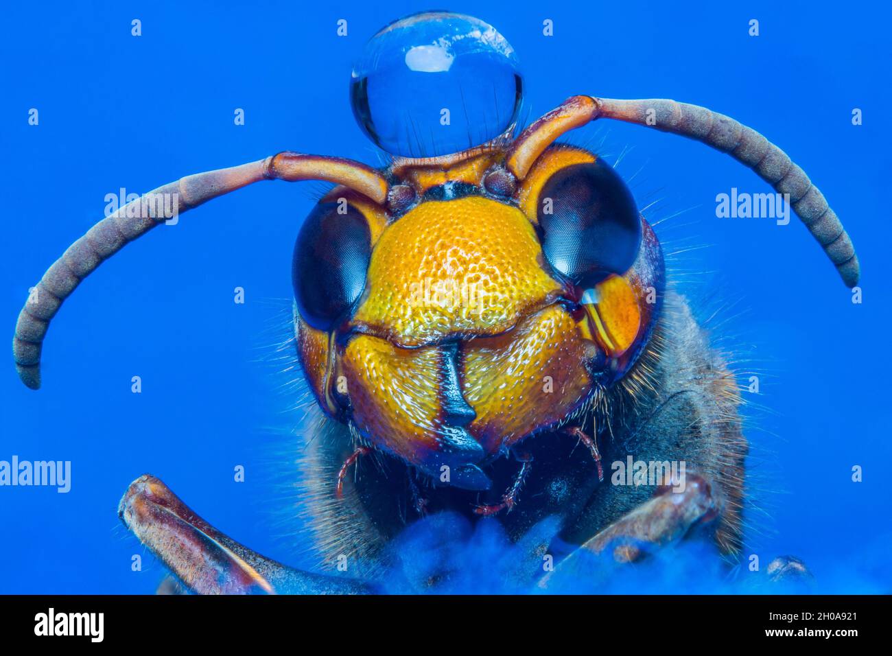 Hornet macro stacking shoot colorful skin ,Queen Stock Photo - Alamy