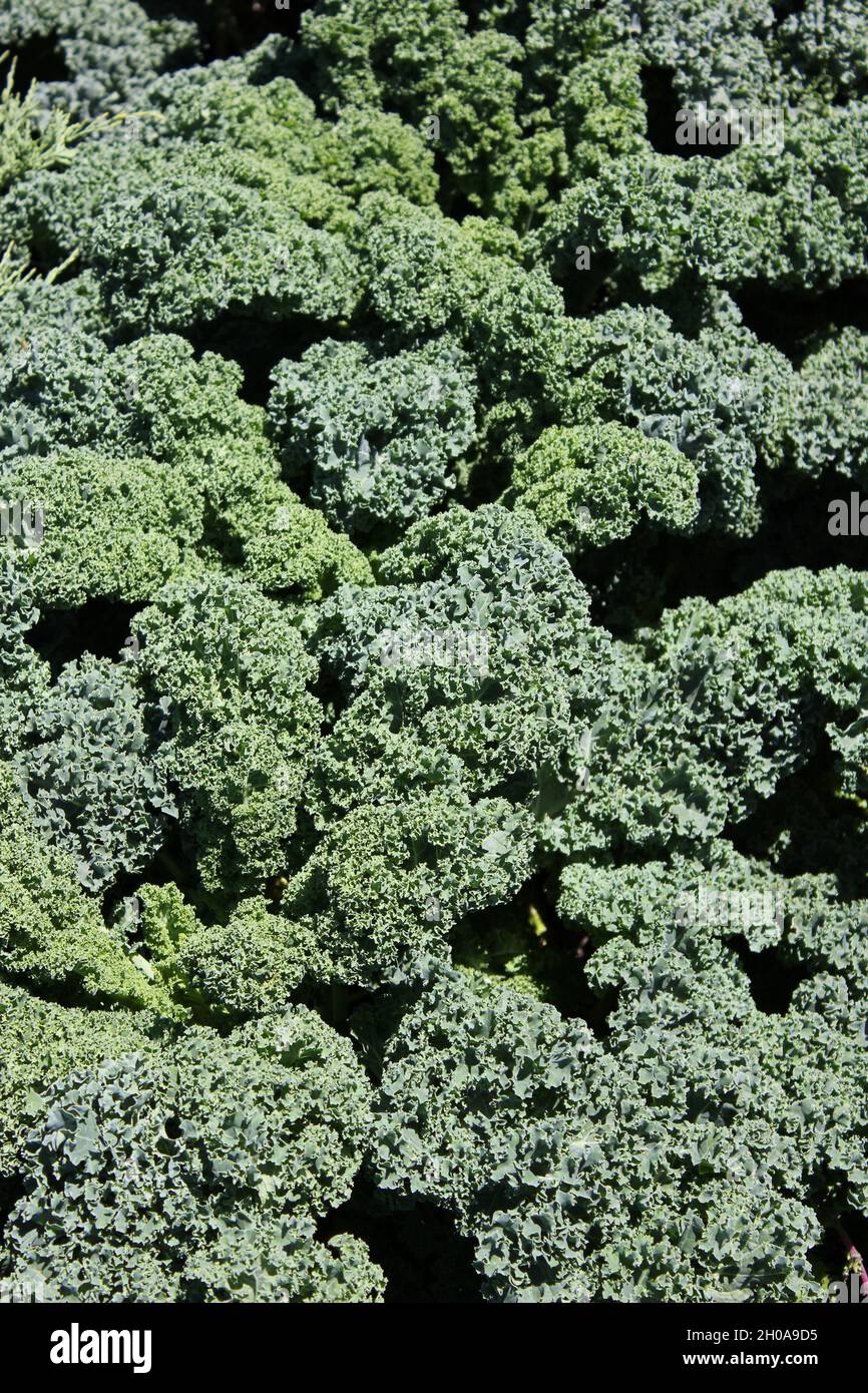 Lush green kale growing in the bright summer sun Stock Photo - Alamy
