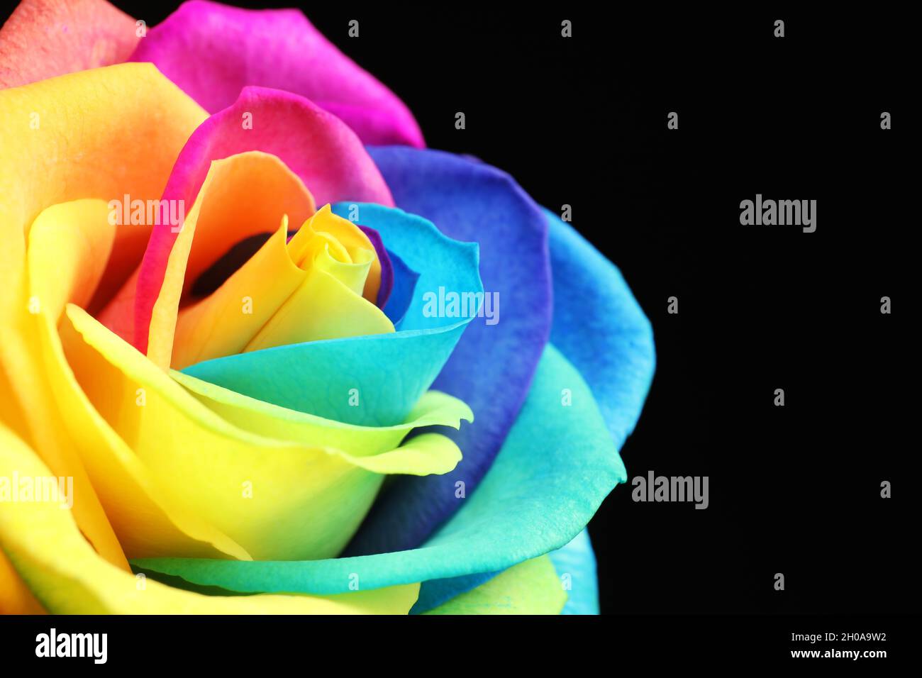 Amazing rainbow rose flower on black background Stock Photo - Alamy