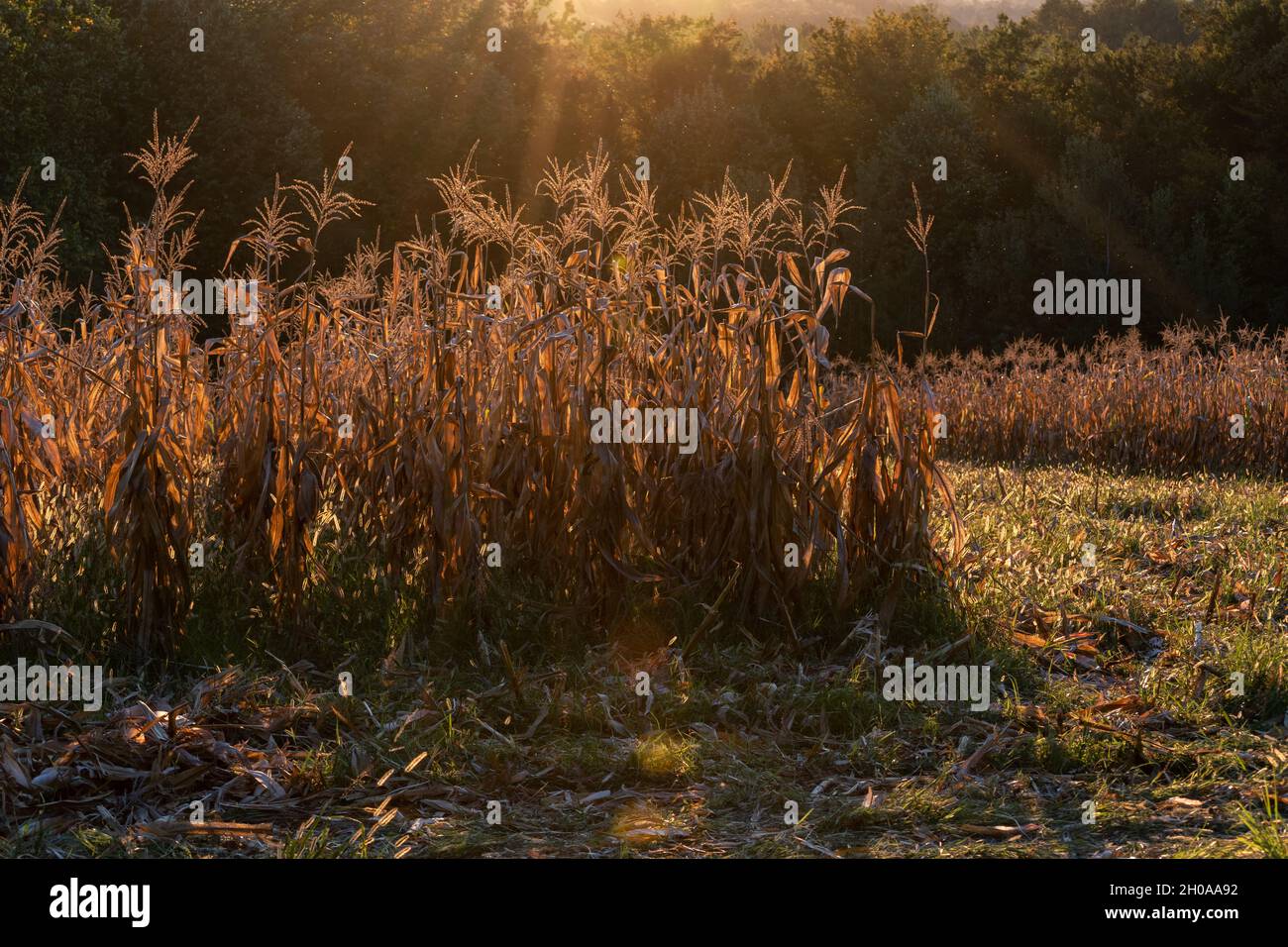 Dry backlit maize plants in maize field, cornfield in autumn with lens ...