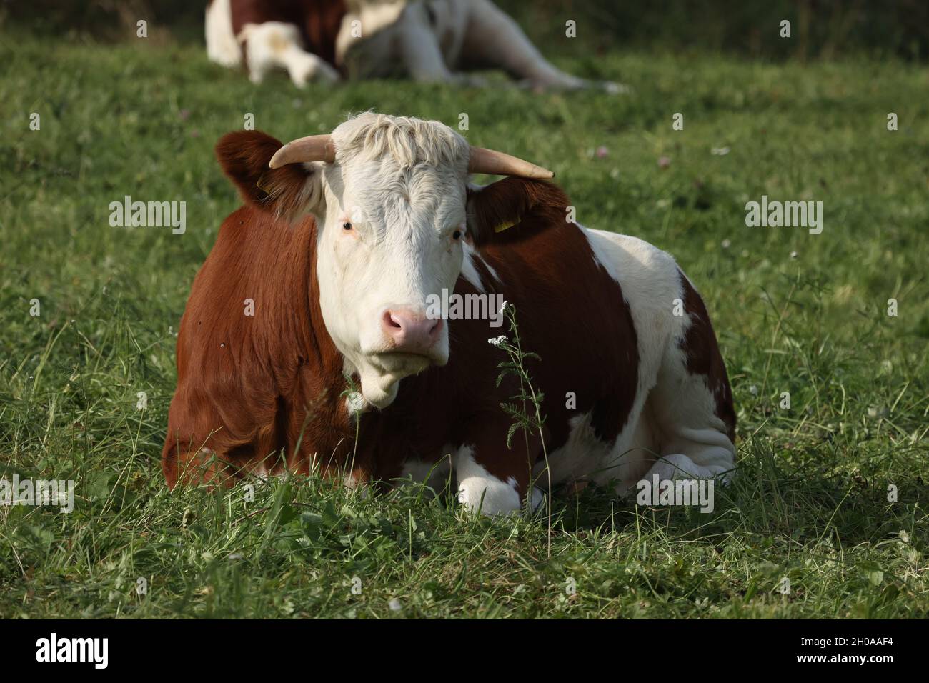 Red spotted cow lies on a green meadow Stock Photo - Alamy