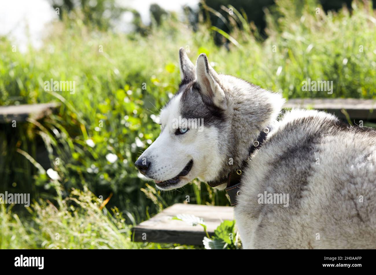 Portrait of siberian husky with blue eyes at forest. Husky dog on ...