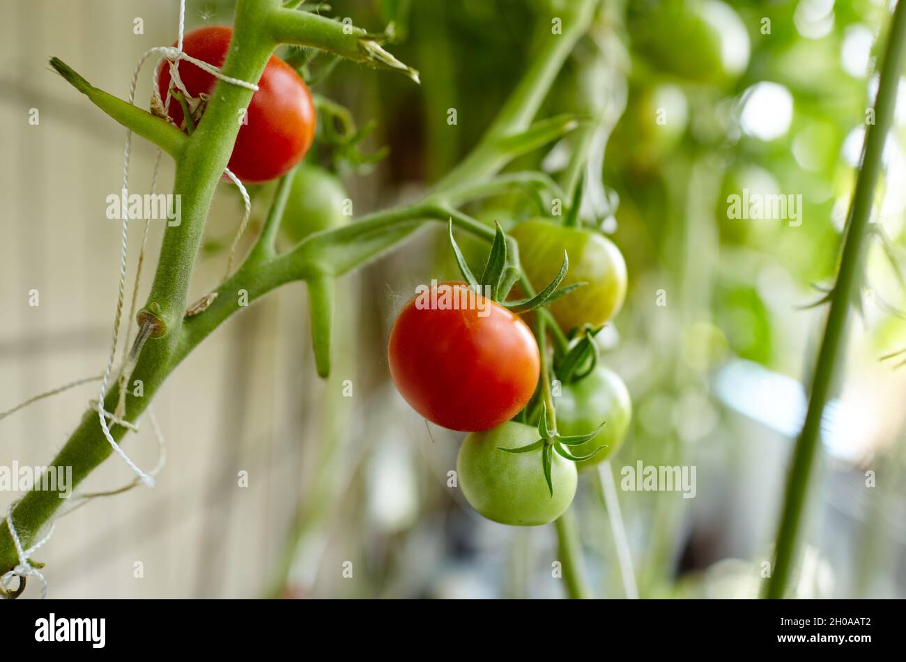 Tomato grows in a greenhouse. Growing fresh vegetables in a greenhouse Stock Photo - Alamy