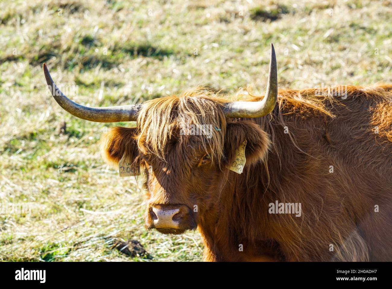 Angus cows longhorn hi-res stock photography and images - Alamy