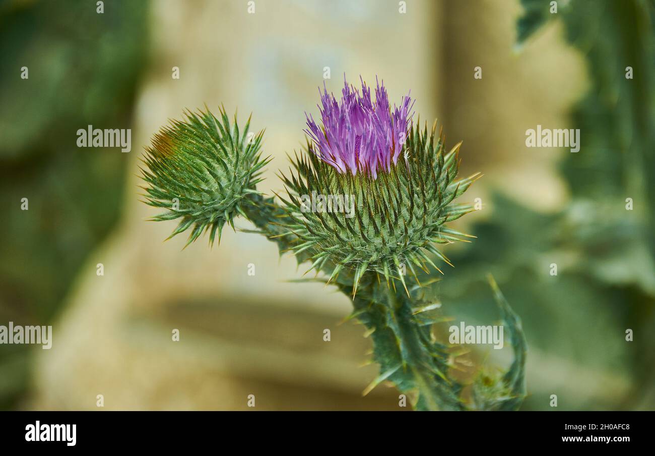 Carduus crispus among flowering plants in the aster family, Asteraceae ...