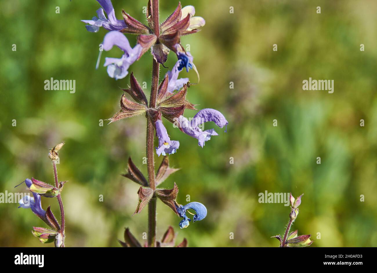 Salvia daghestanica, largest genus of plants in the sage family ...