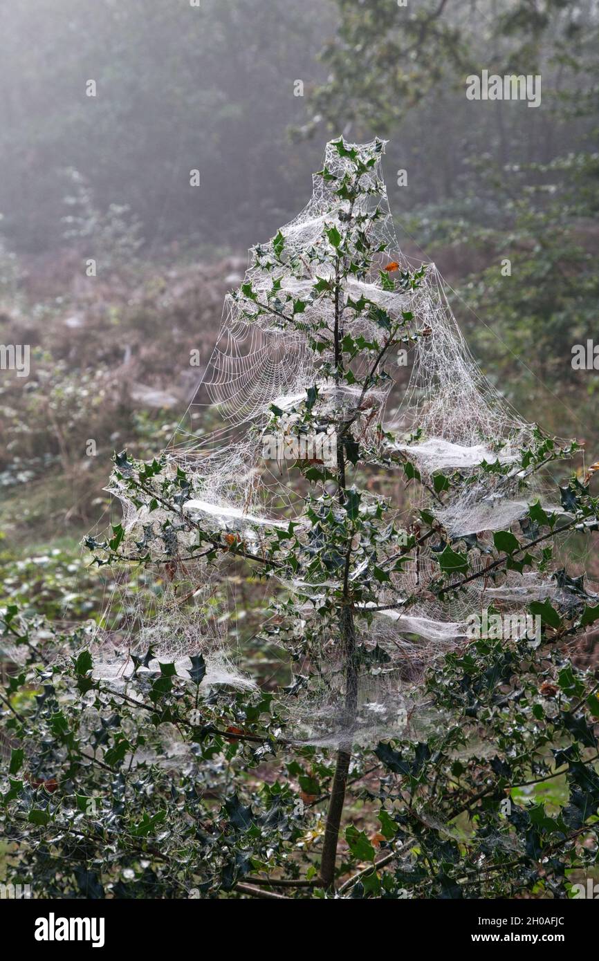 Cover with spider webs hi-res stock photography and images - Alamy