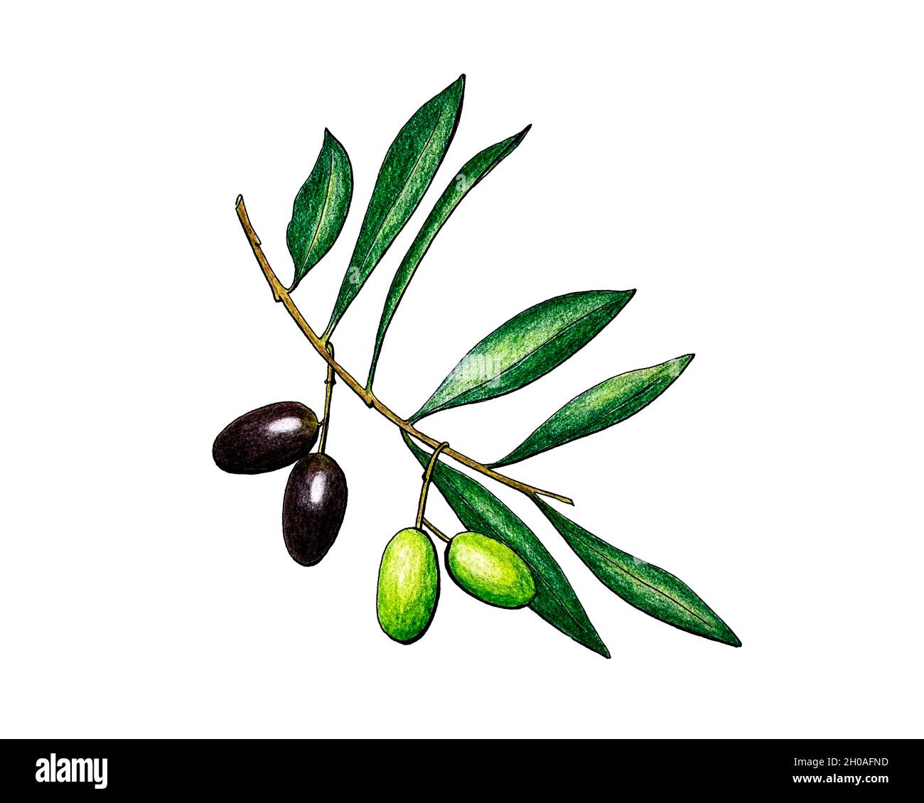Olives branch with fruits and leaves, pencil hand drawing, white ...