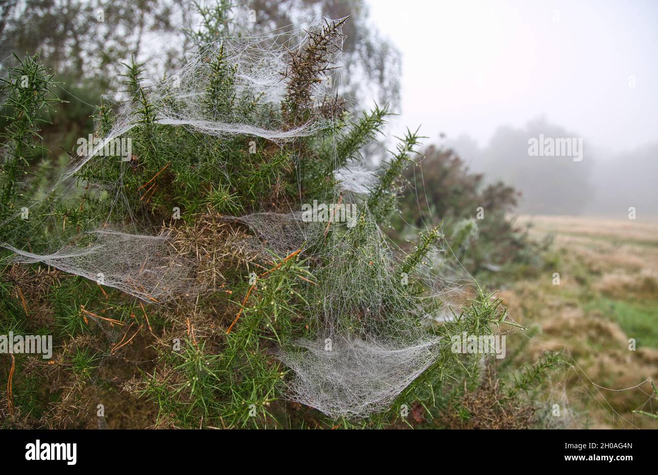 Spider webs in woodlands Stock Photo - Alamy
