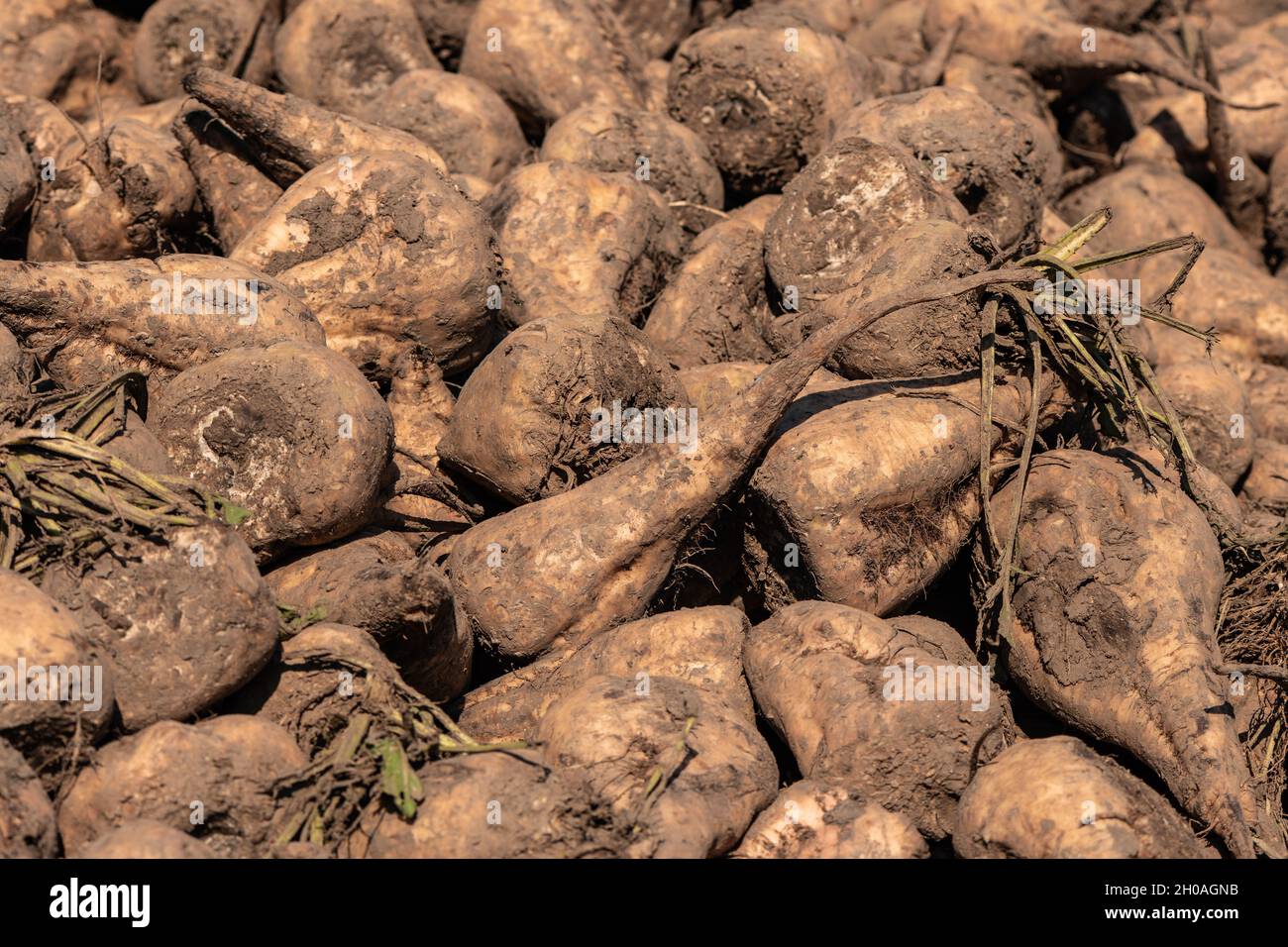 Pile of harvested sugar beet root crops in field, Beta vulgaris is also ...