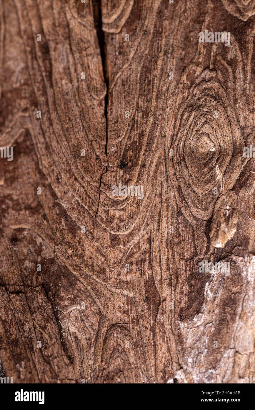 Flat lay natural wooden texture Stock Photo - Alamy