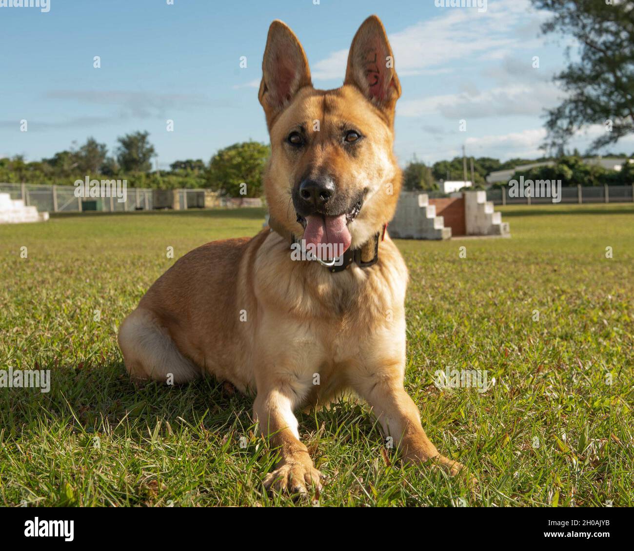 Dina, an 18th Security Forces Squadron military working dog, rests in ...