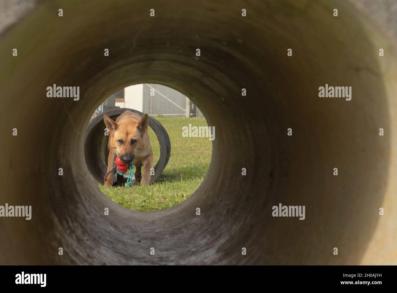 Dina, an 18th Security Forces Squadron military working dog, crawls out ...