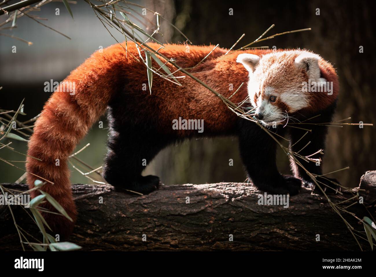 Cute red panda ailurus fulgens in the zoo on the hi-res stock ...