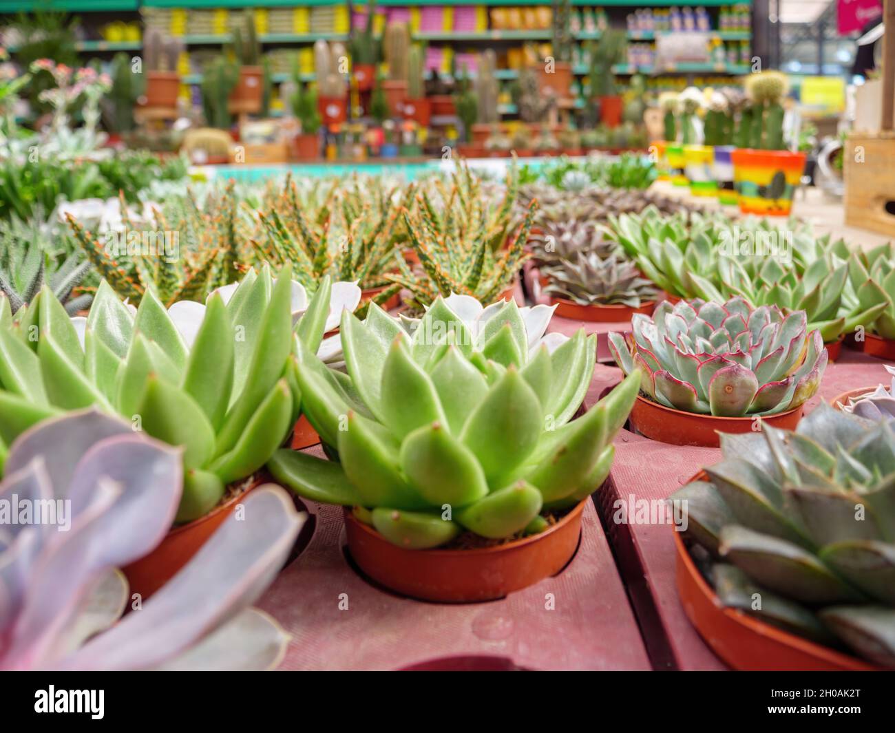 store with multiple types of flowers for sale small lush vivid green ...