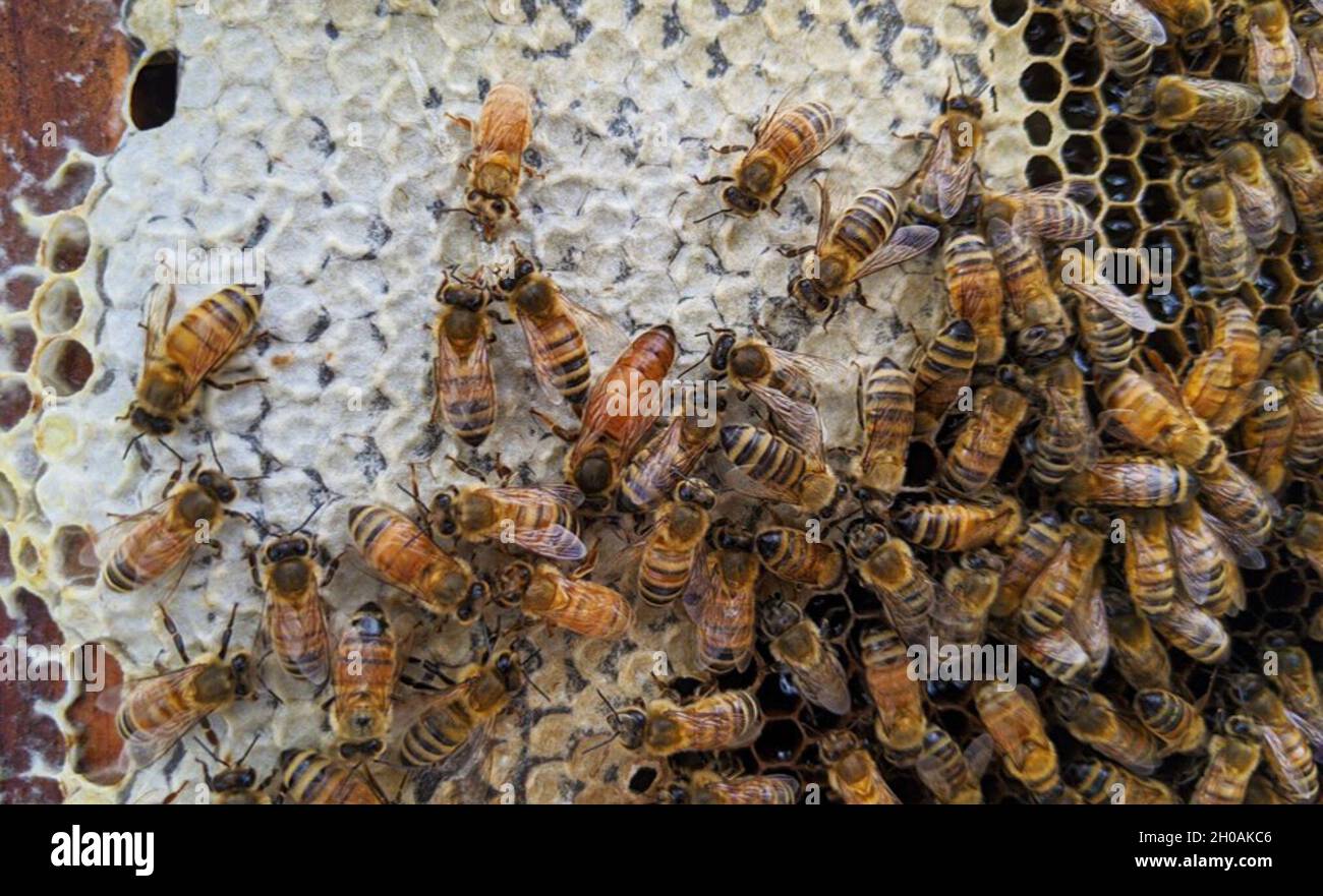 Bees nucleus hi-res stock photography and images - Alamy
