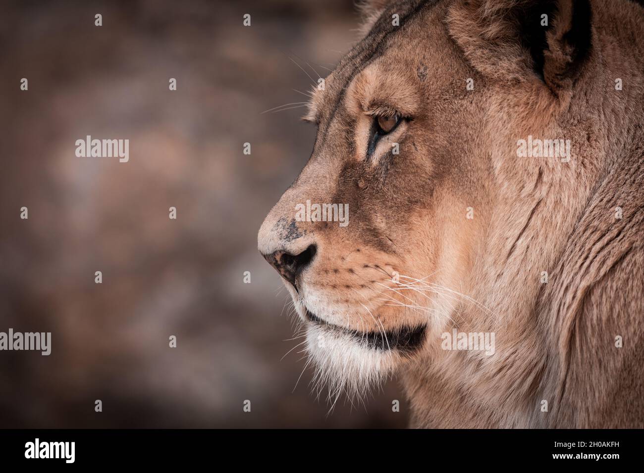 Lion Side View Tattoo