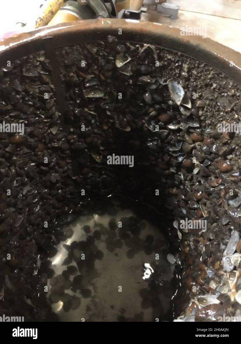 Zebra mussels cause severe damage to various moving parts of the ...