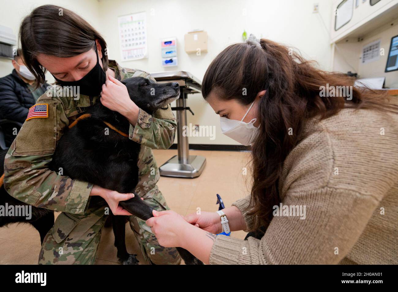 Carly Sullivan, 106th Medical Detachment, Veterinary Services Support ...