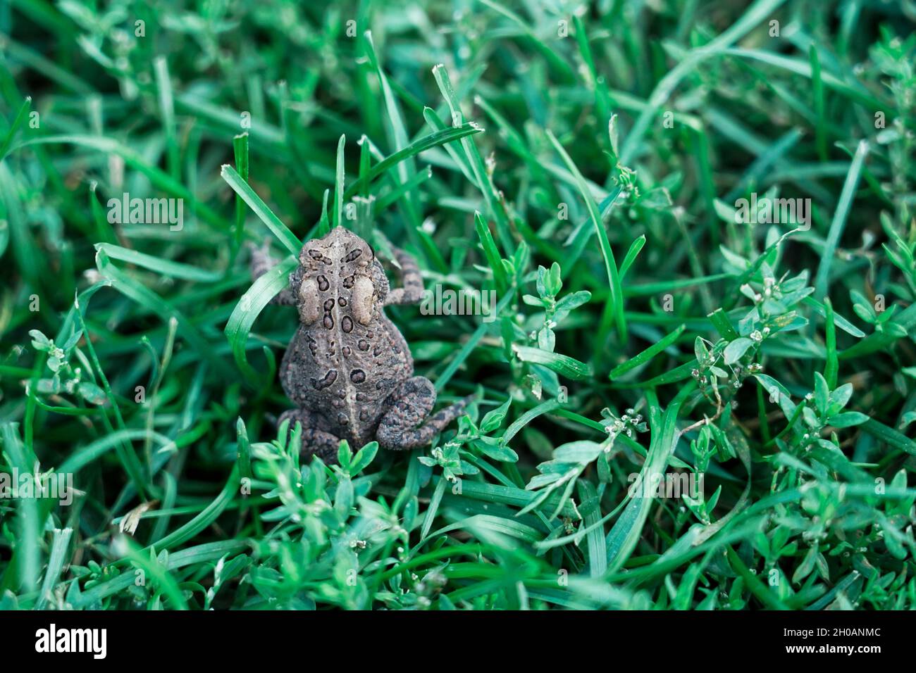 Common toad in a field in Canada Stock Photo - Alamy