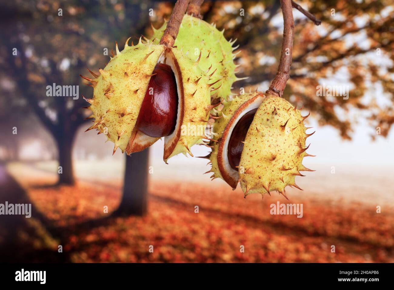 Conkers hanging from a horse chestnut tree in autumn. Green spiky cases ...