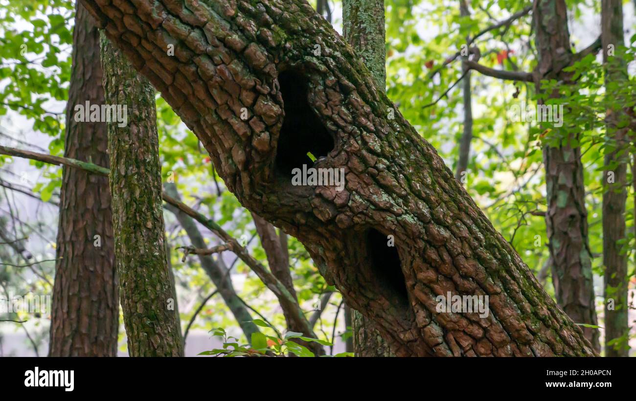 Closeup shot of hollows of a tree trunk in the woods Stock Photo - Alamy