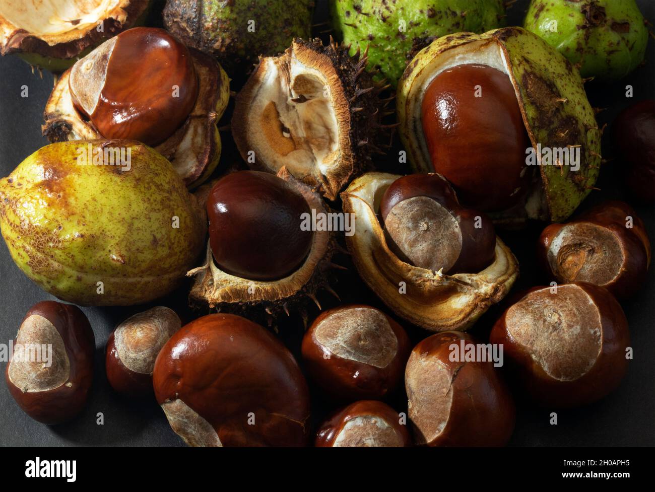 Conker in case hi-res stock photography and images - Alamy