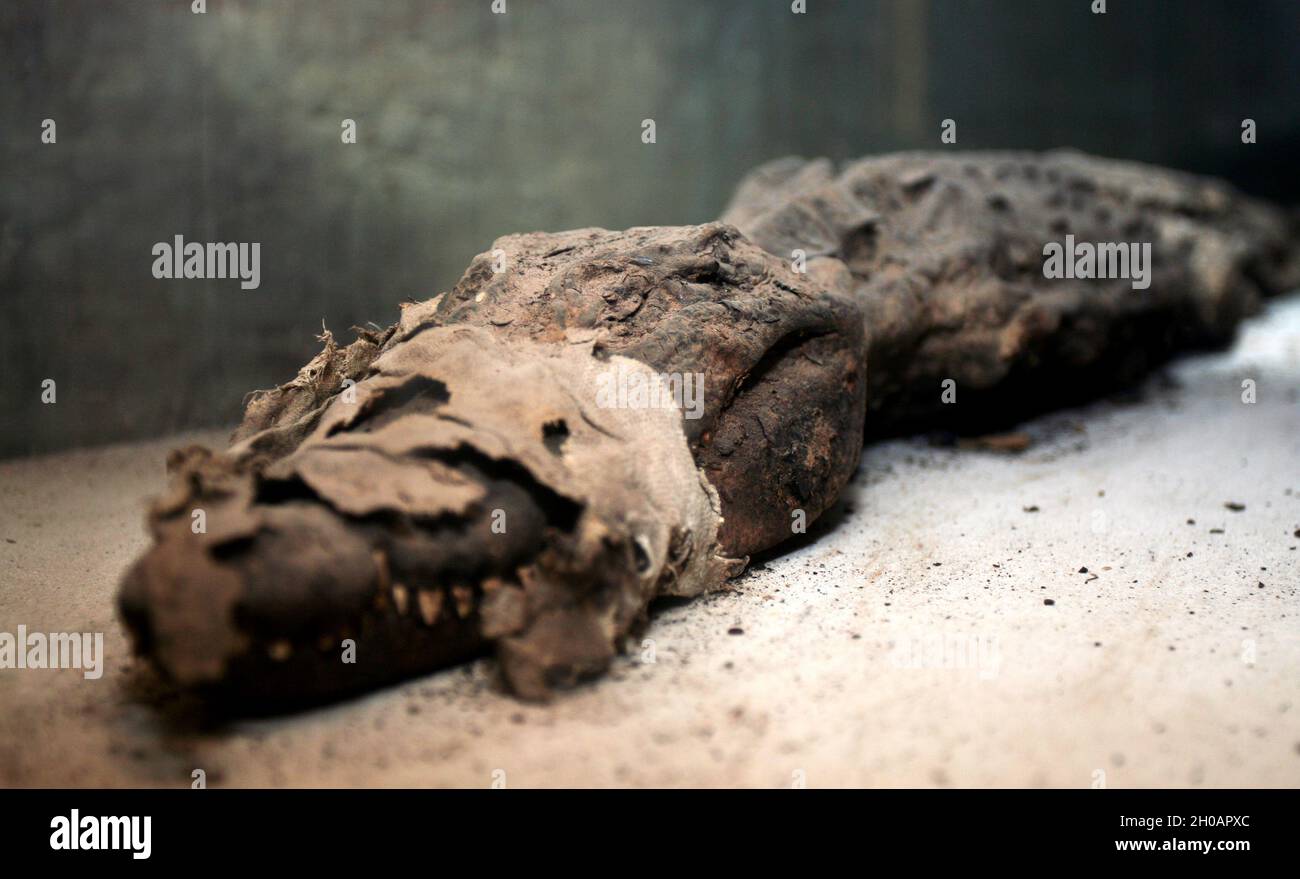 Crocodile skeleton hi-res stock photography and images - Alamy