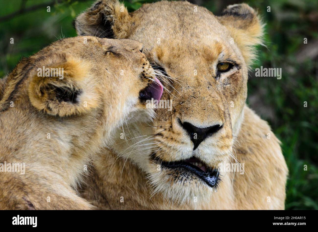 Lioness grooming cub panthera leo hi-res stock photography and images ...