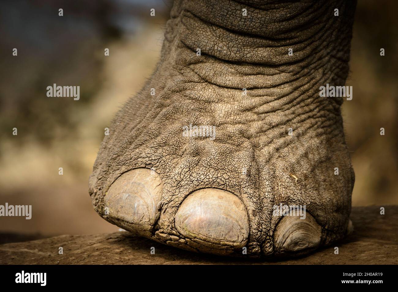 Elephant toe hi-res stock photography and images - Alamy