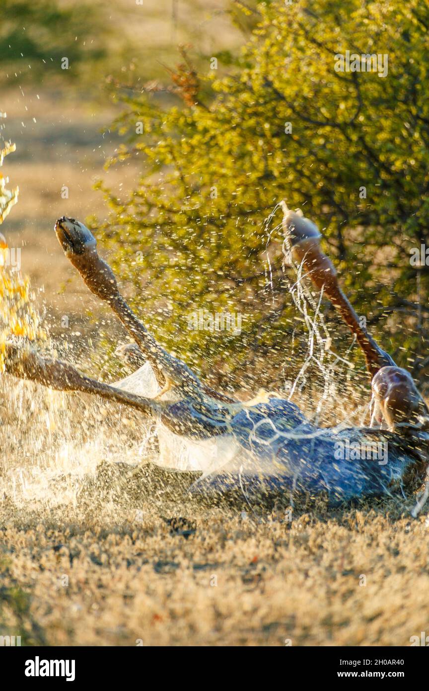 Giraffe (Giraffa camelopardalis) giving birth. Northern Tuli Game ...