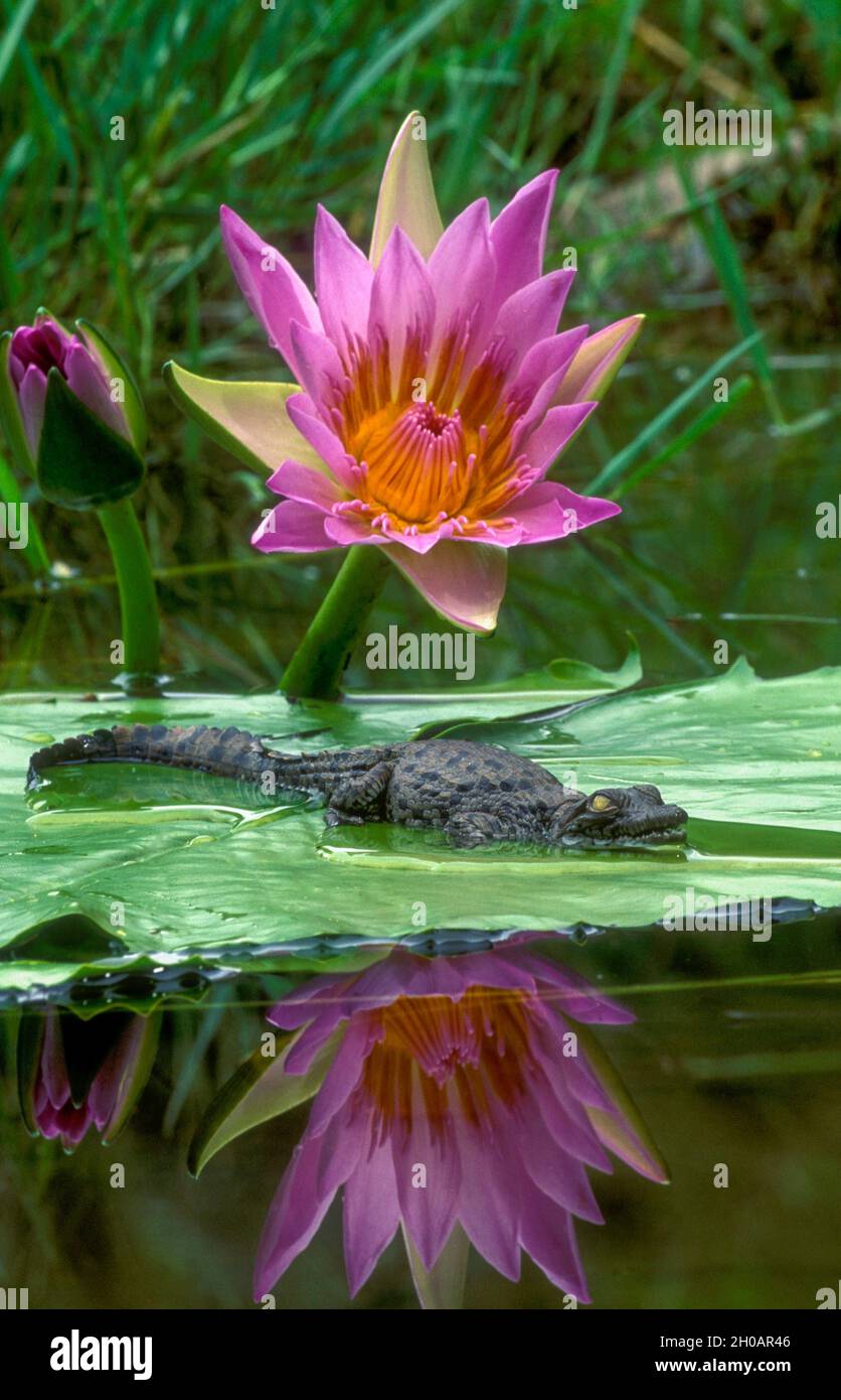 Nile Crocodile (Crocodylus niloticus). Hatchling on Lily leaf. KwaZulu ...