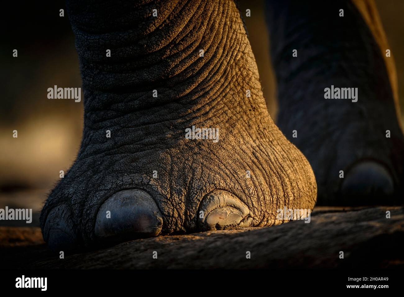 Elephant toe hi-res stock photography and images - Alamy