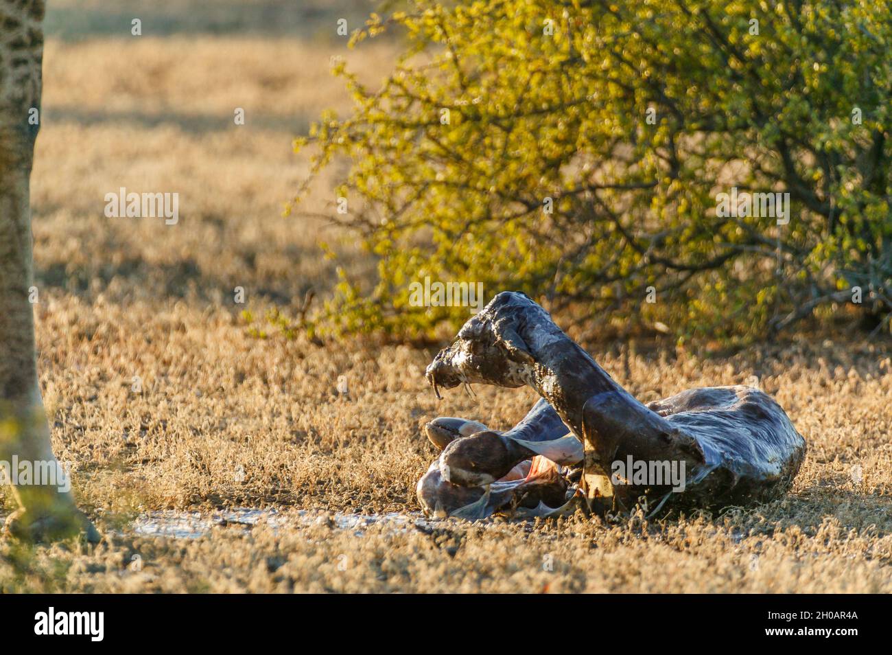 Giraffe (Giraffa camelopardalis) giving birth. Northern Tuli Game ...
