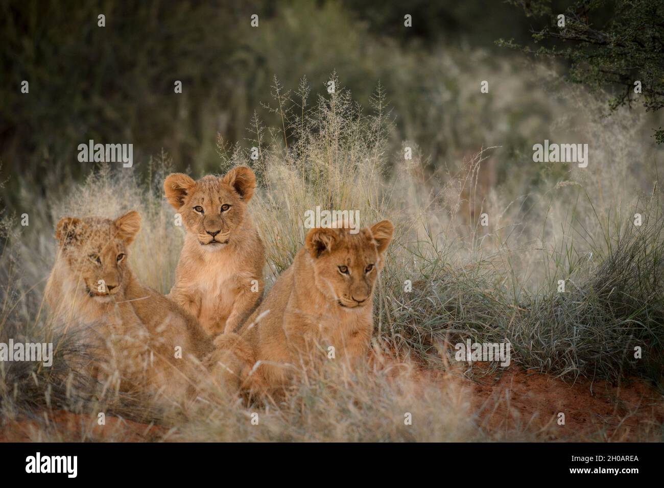 Lion (panthera leo) cubs in grass. South Africa Stock Photo - Alamy