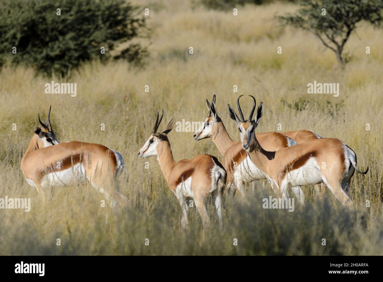 Springbok (Antidorcas marsupialis). Kalahari, South Africa Stock Photo ...
