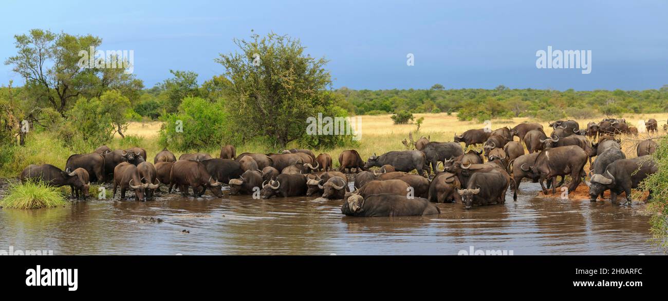 Flock Water Buffalo High Resolution Stock Photography and Images - Alamy