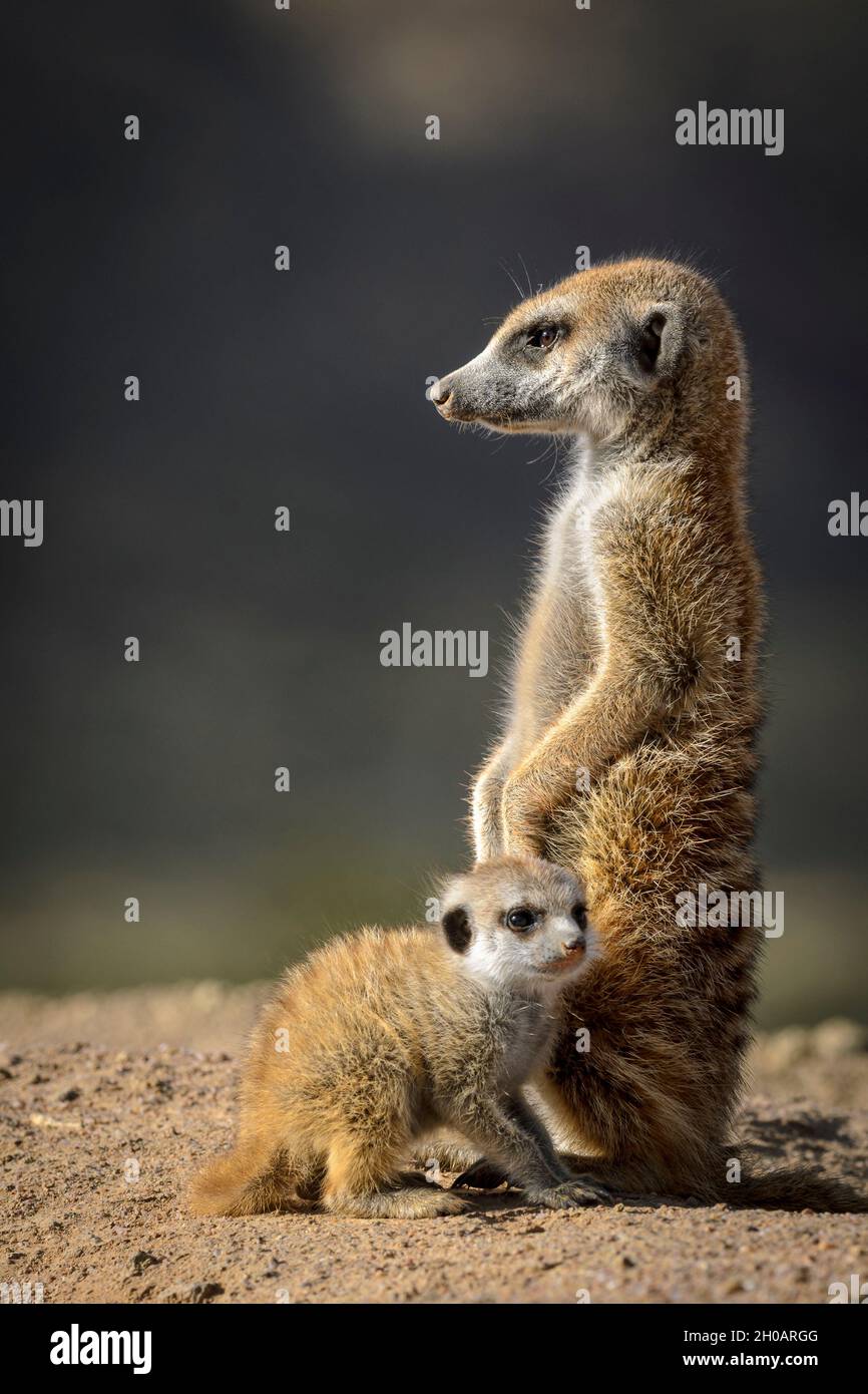 Suricata suricatta kalahari burrow baby hi-res stock photography and ...