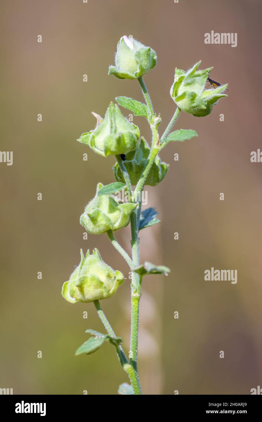 closed mallow flowers in the morning light Stock Photo - Alamy