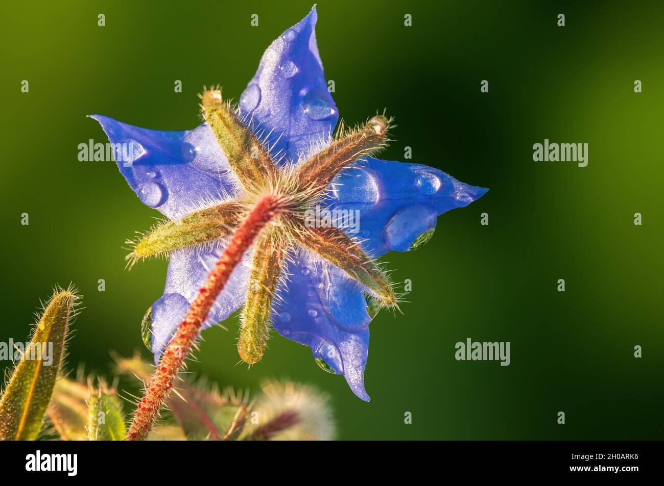 a strong blue borage bloom in the morning light Stock Photo - Alamy
