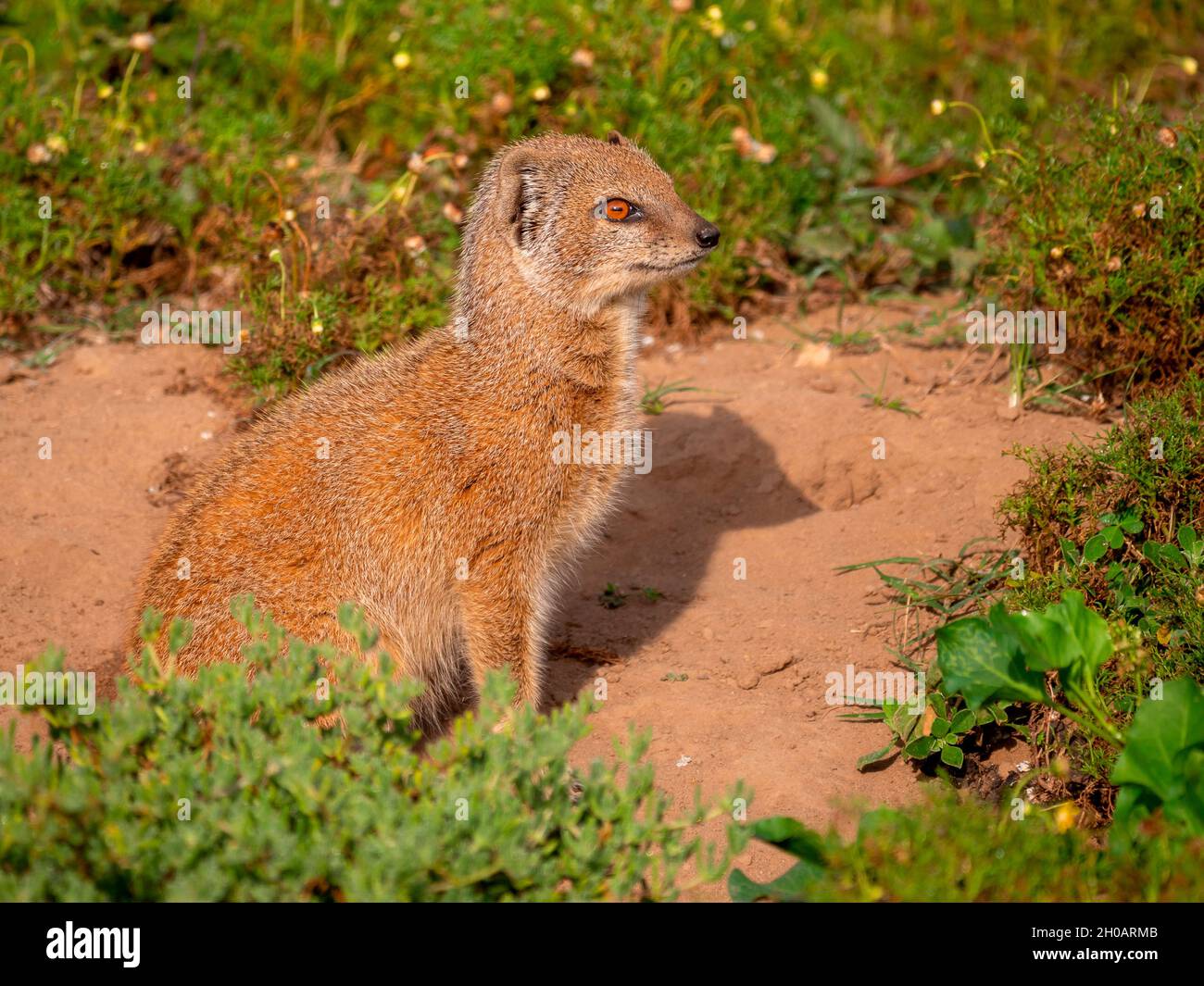 Yellow mongoose (Cynictis penicillata), or red meerkat or mierkat ...