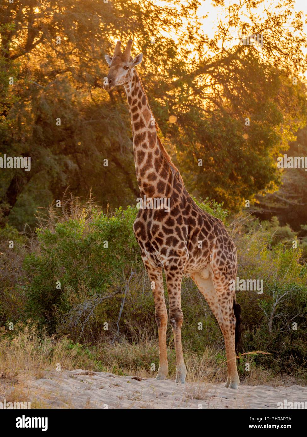South African giraffe or Cape giraffe (Giraffa camelopardalis giraffa ...