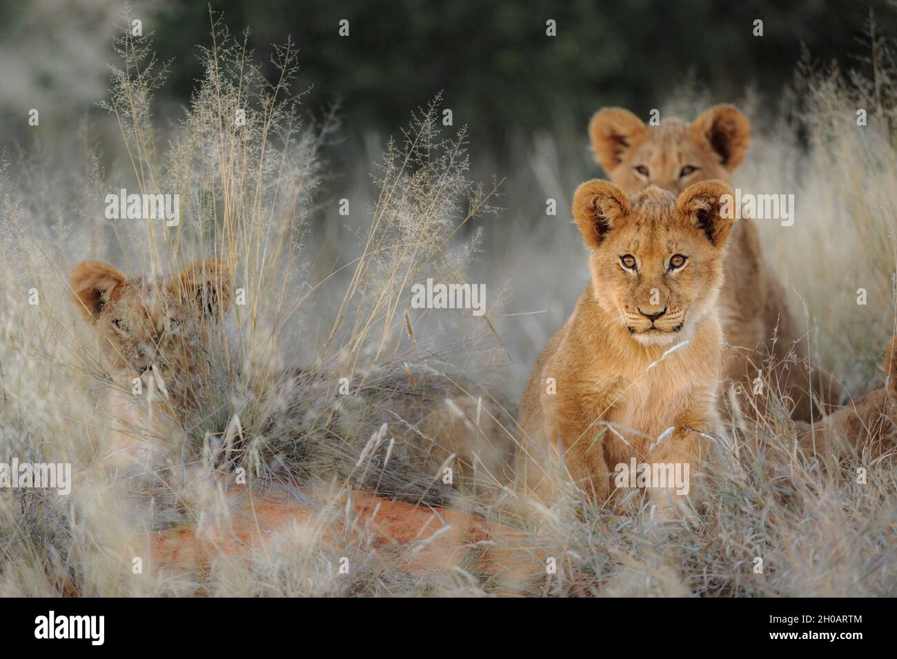 Lion (Panthera leo) cubs. Kalahari, South Africa Stock Photo - Alamy