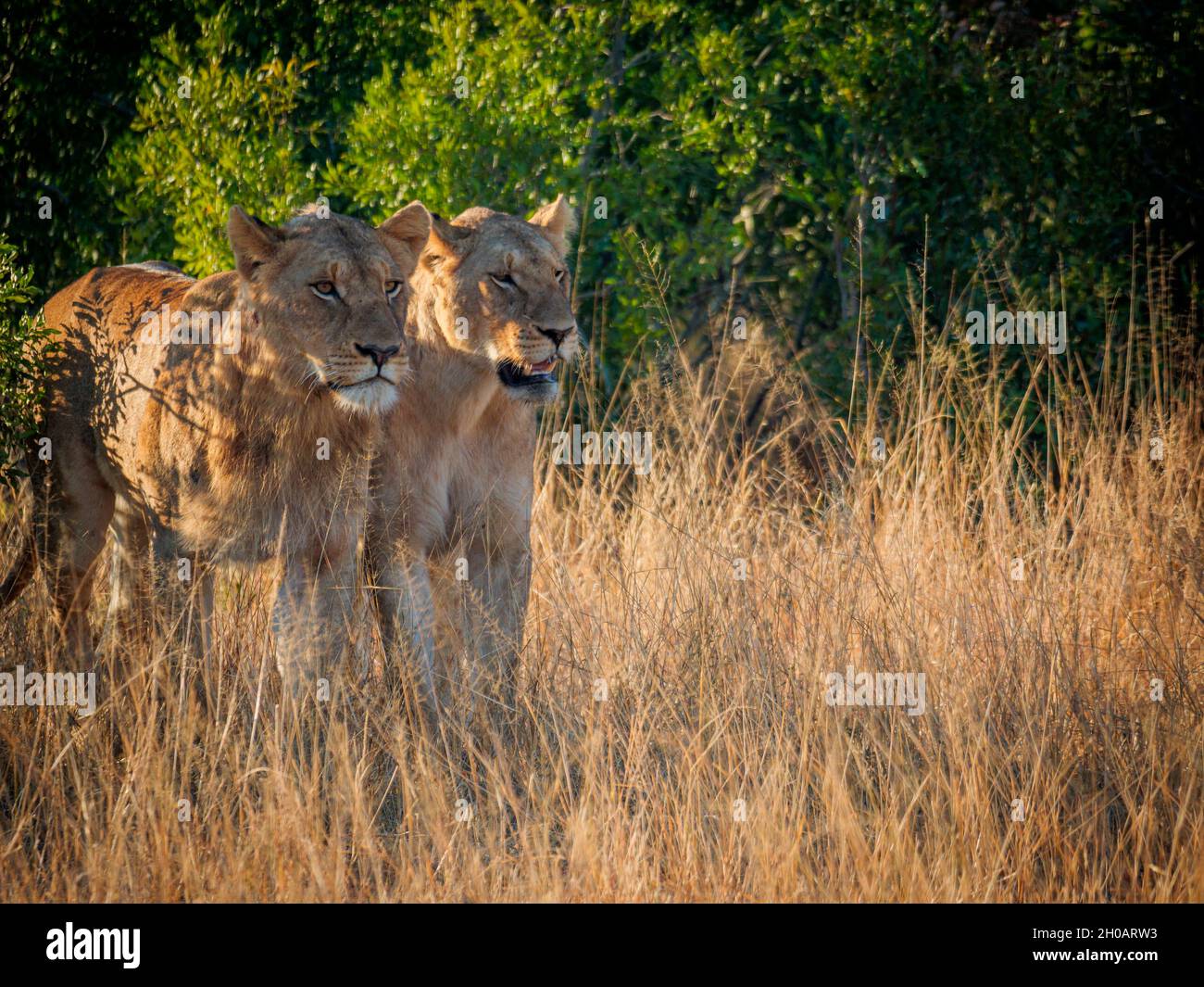 A gorgeous couple of lion (Panthera leo) walk out of the African bush ...