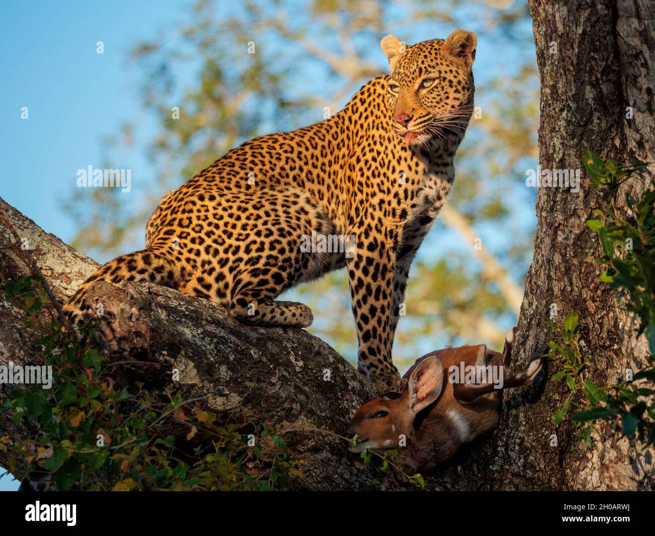 Awesome leopard (Panthera pardus) in a tree with its Bushbuck ...